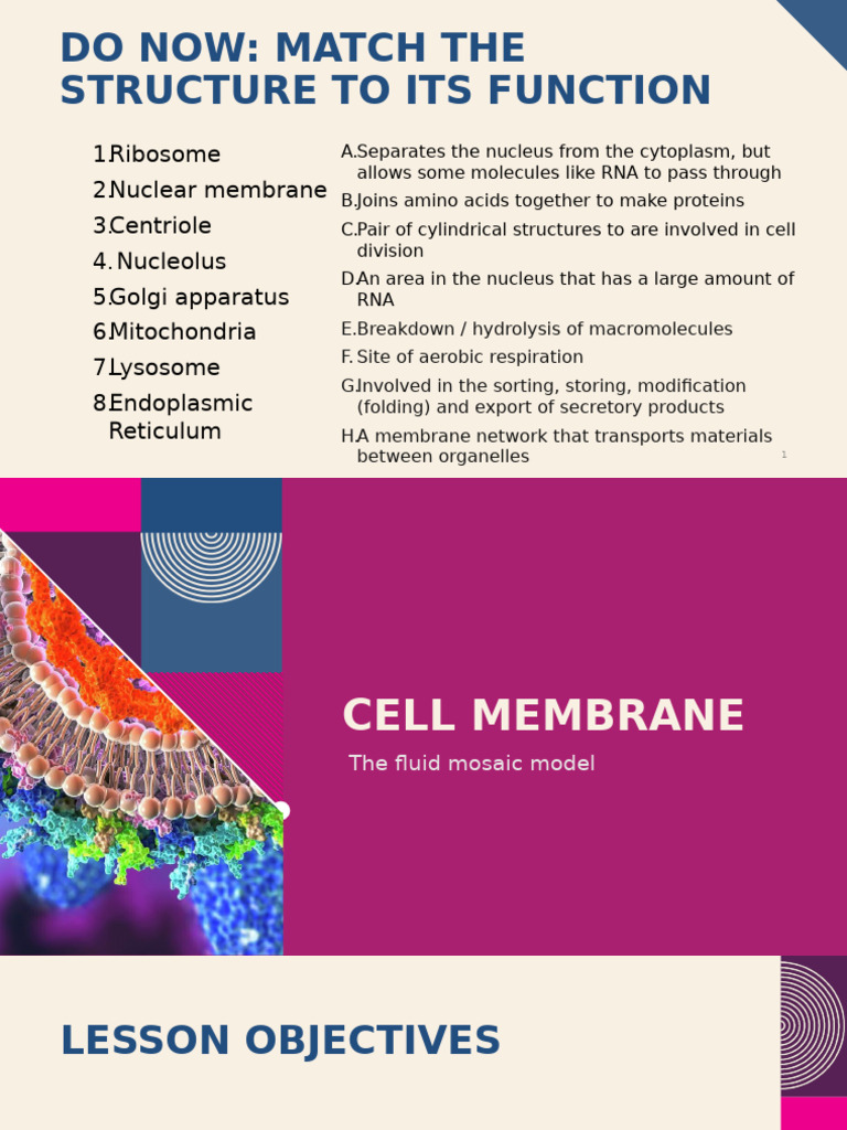 3 Cell Membrane | PDF | Cell Membrane | Phospholipid