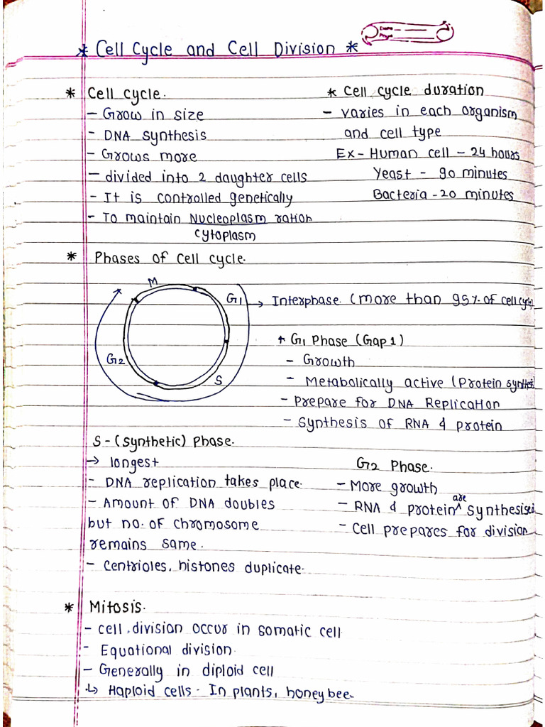 Understanding Cell Cycle and Division | PDF | Meiosis | Molecular Biology