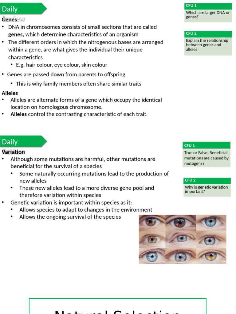 Understanding Genes, Alleles, and Natural Selection | PDF | Natural ...