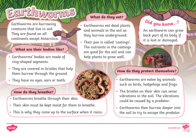 Thursday Fact Sheet | PDF