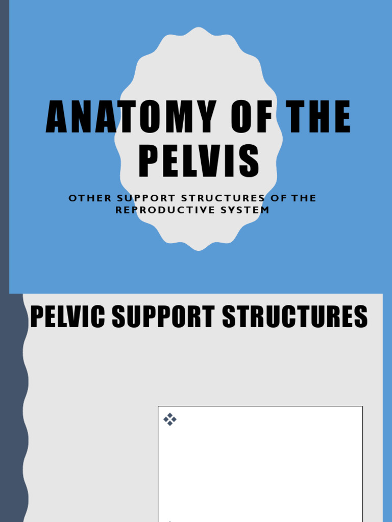 CHAPTER 2D. Pelvic Structures & The Breast | PDF | Pelvis | Lactation