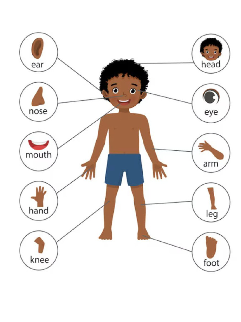 Body Part | PDF