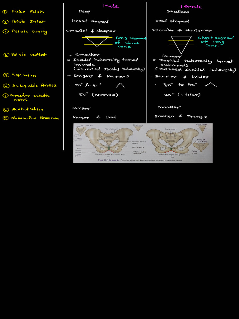 Pelvis 230919 040724 | PDF