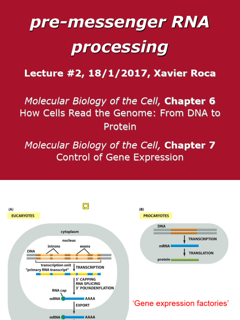 The RNA World 2nd Lect Pre-mRNA Processing AY16 2017 | PDF | Rna ...