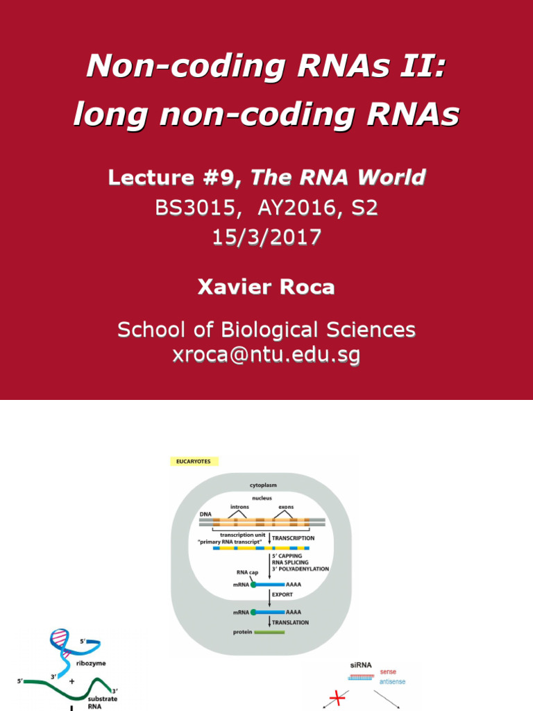 The RNA World 9th Lect Long ncRNAs AY16 2017 | PDF | Rna | Messenger Rna