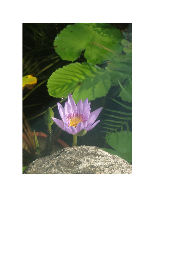 Water Lily | PDF