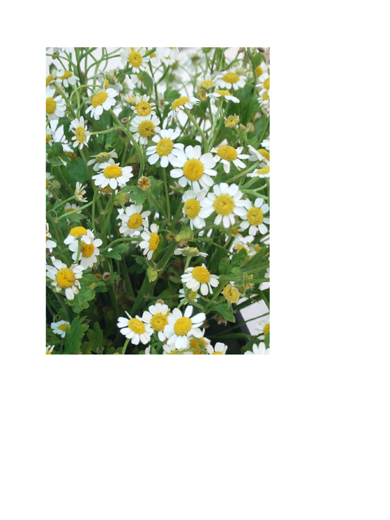 Daisy | PDF