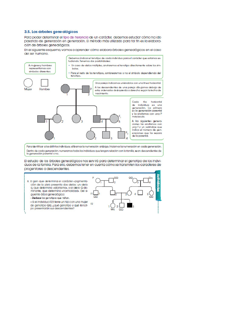 2c. Árbol Genealógico | PDF