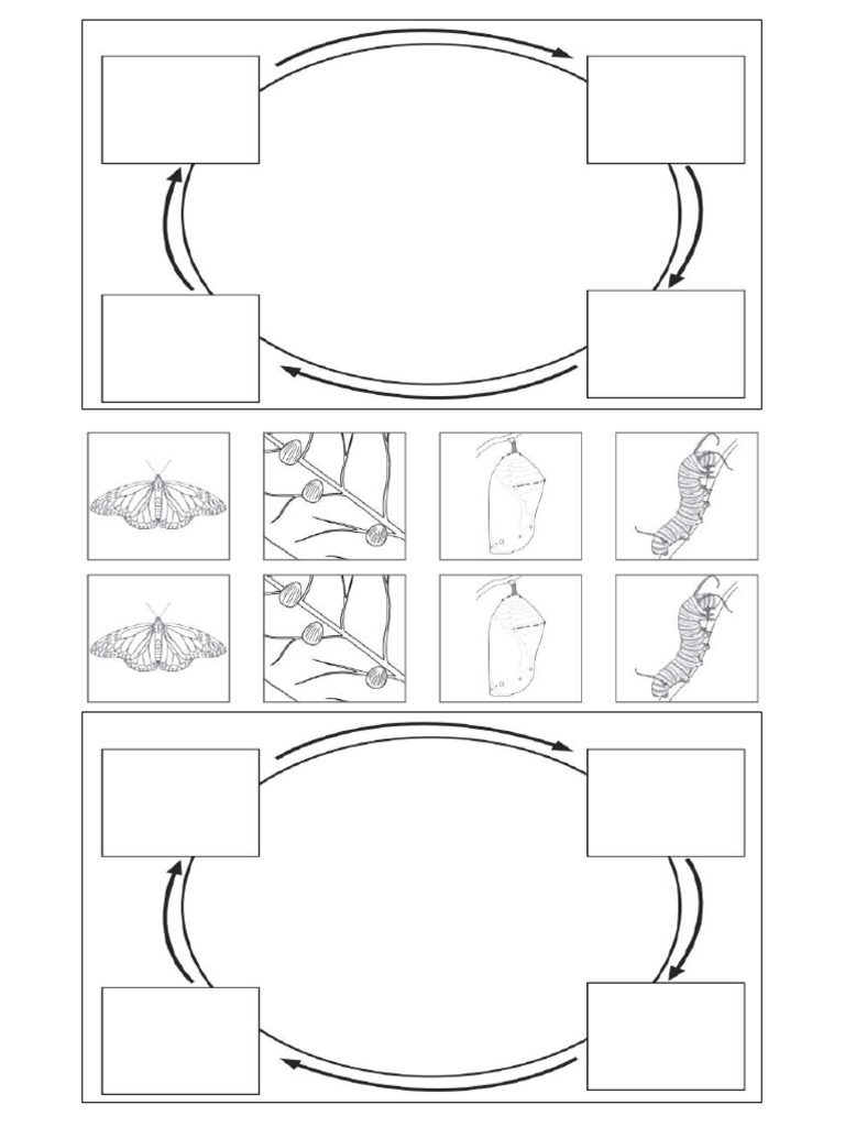 Butterfly Life Cycle | PDF