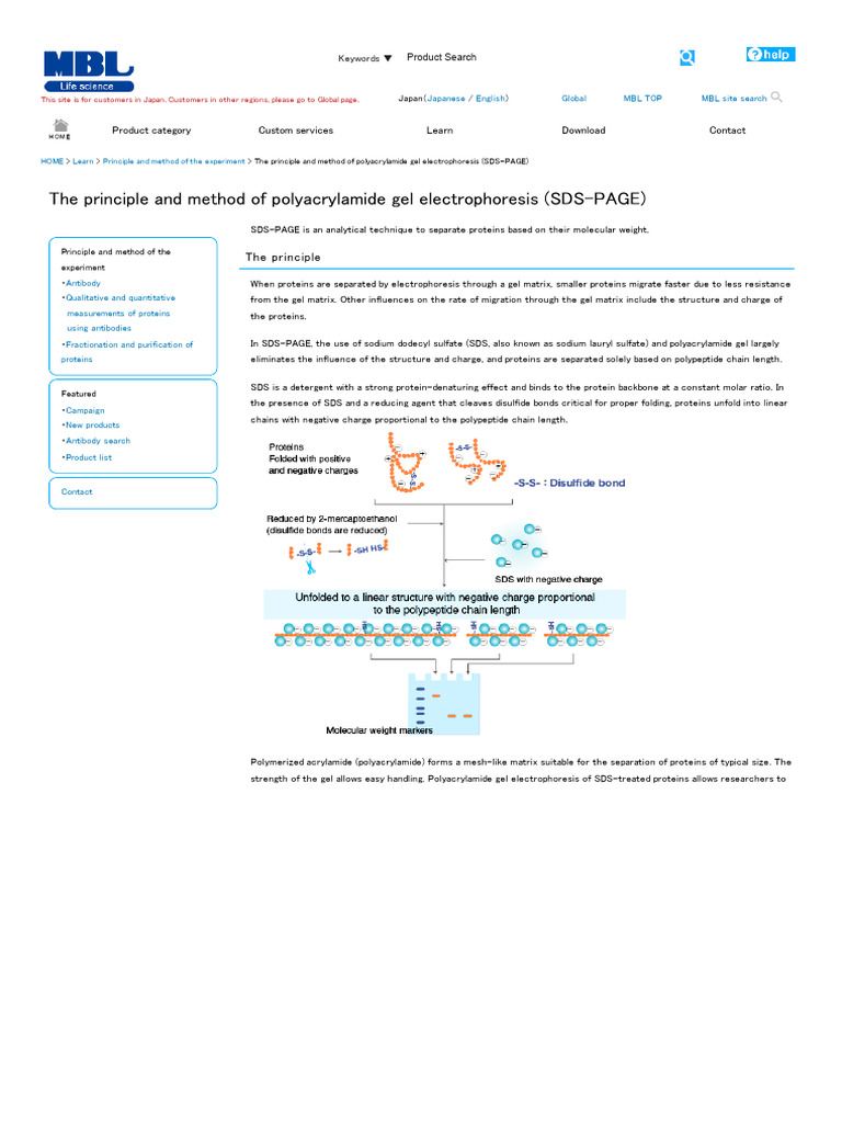 (SDS-PAGE) | PDF | Polyacrylamide Gel Electrophoresis | Gel Electrophoresis