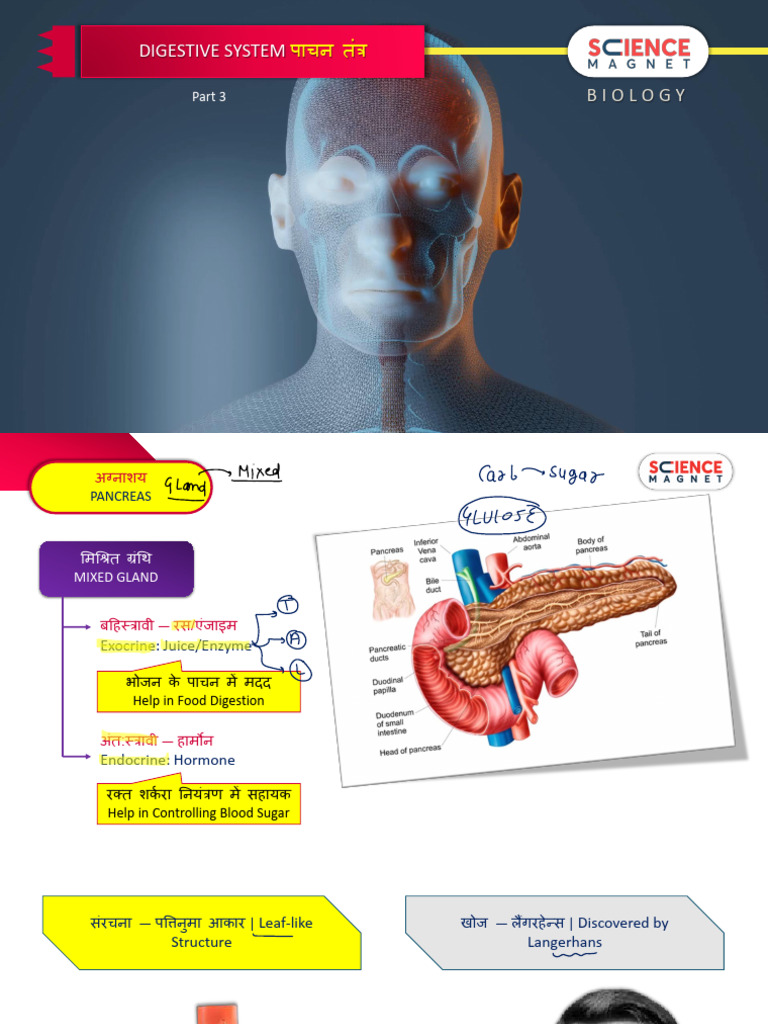 Digestive System.. Part-3 - Notes | PDF