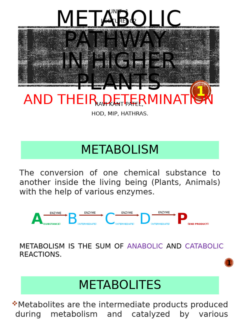 Basic Metabolic Pathway | PDF | Metabolism | Metabolic Pathway