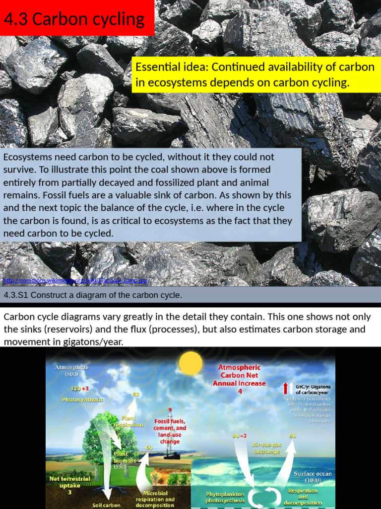 Carbon Cycling 4.3 | PDF | Carbon Cycle | Methane