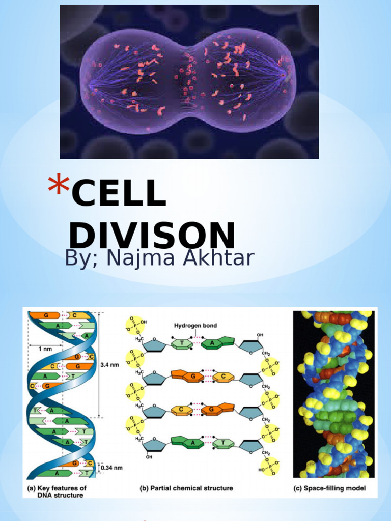 Cell Divison | PDF