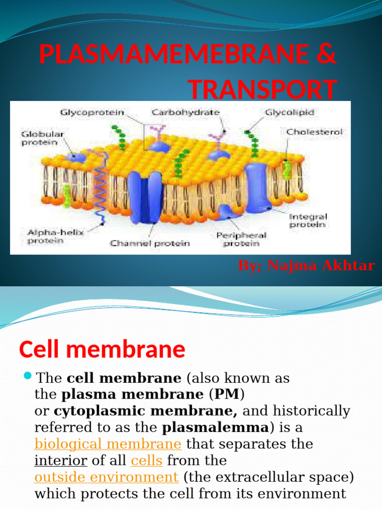 Plasma Membrane Structure and Function | PDF | Cell Membrane | Cell ...
