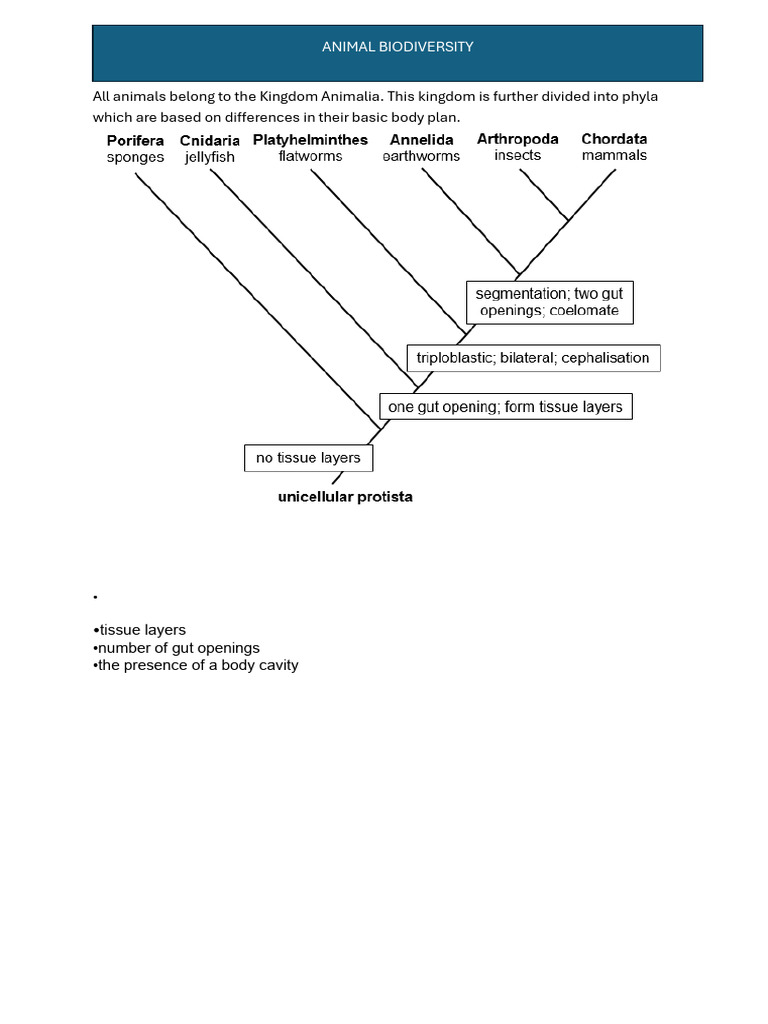 Understanding Animal Body Plans and Layers | PDF