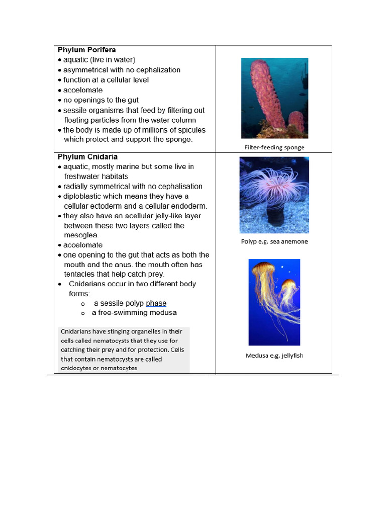 Grade 11 Animal Phyla | PDF
