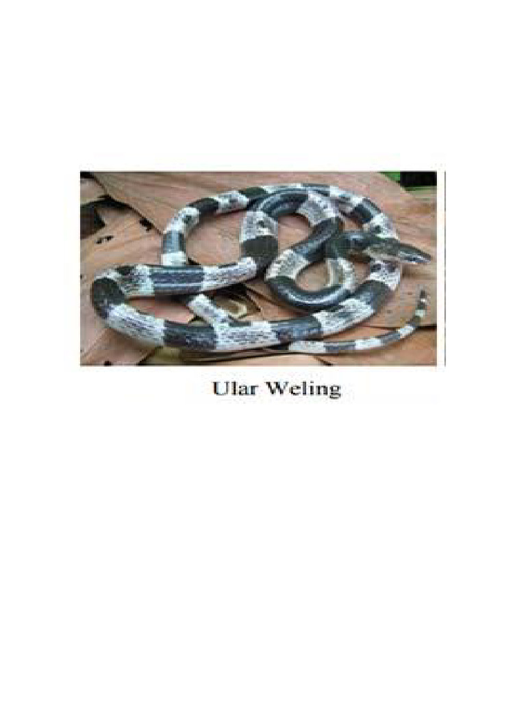Ular Weling | PDF