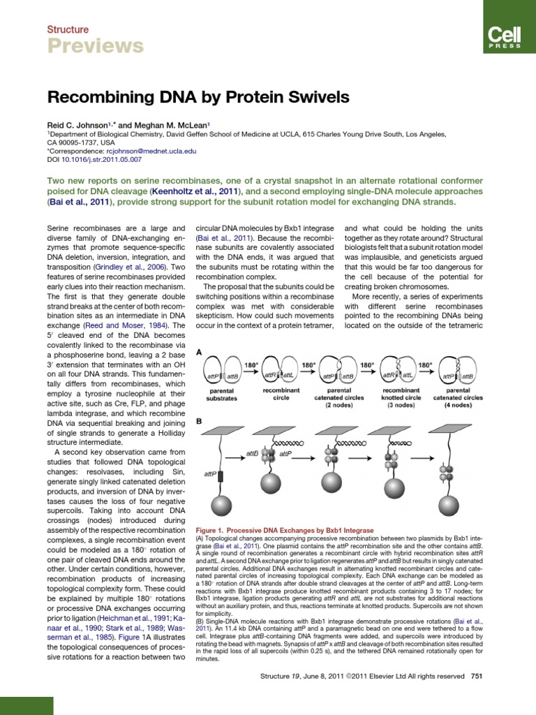 Recombining DNA by Protein Swivels | PDF | Genetic Recombination | Dna