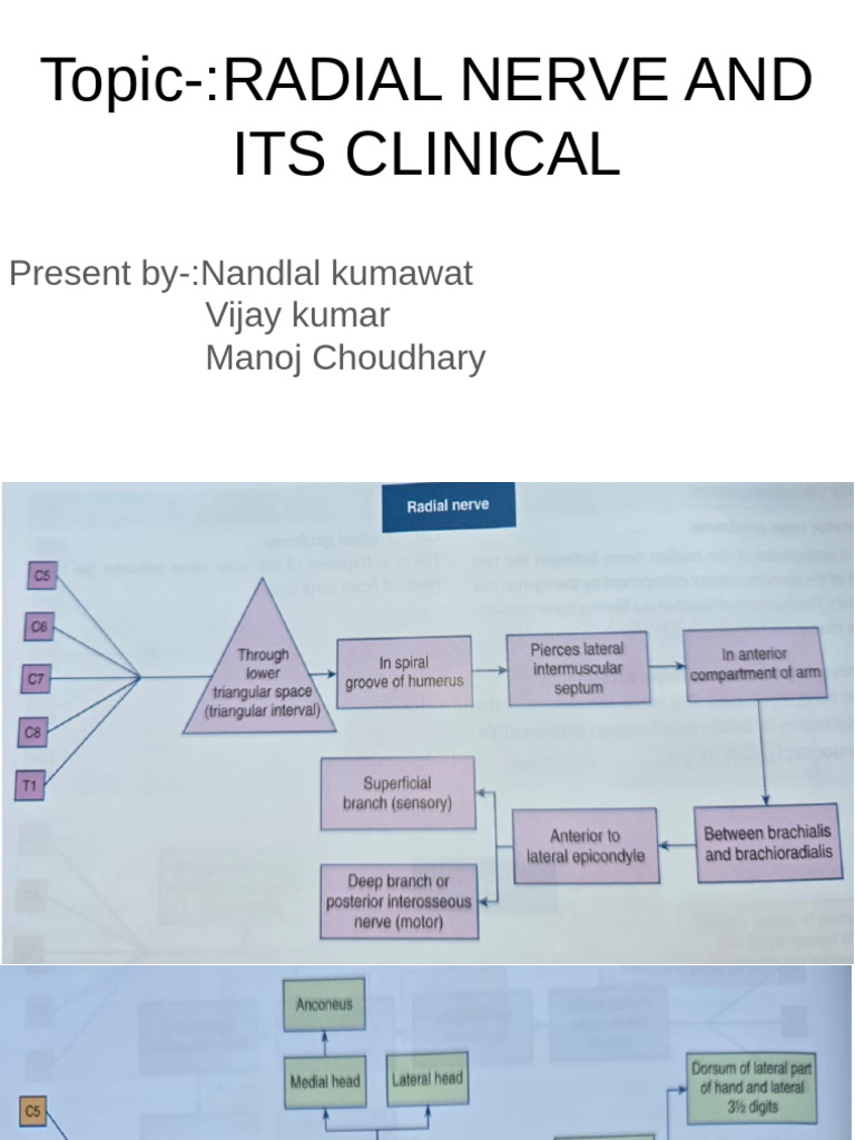 Topic-:Radial Nerve and Its Clinical: Present By-:nandlal Kumawat Vijay Kumar Manoj Choudhary | PDF