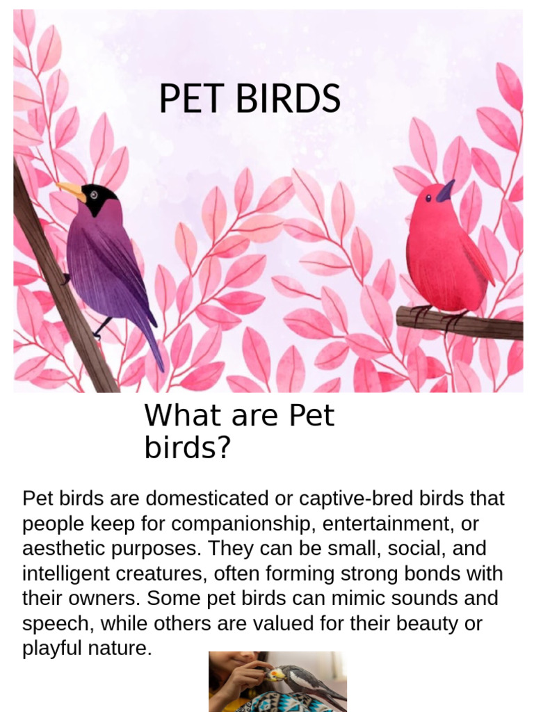 MDC Pet Animals Presentation | PDF