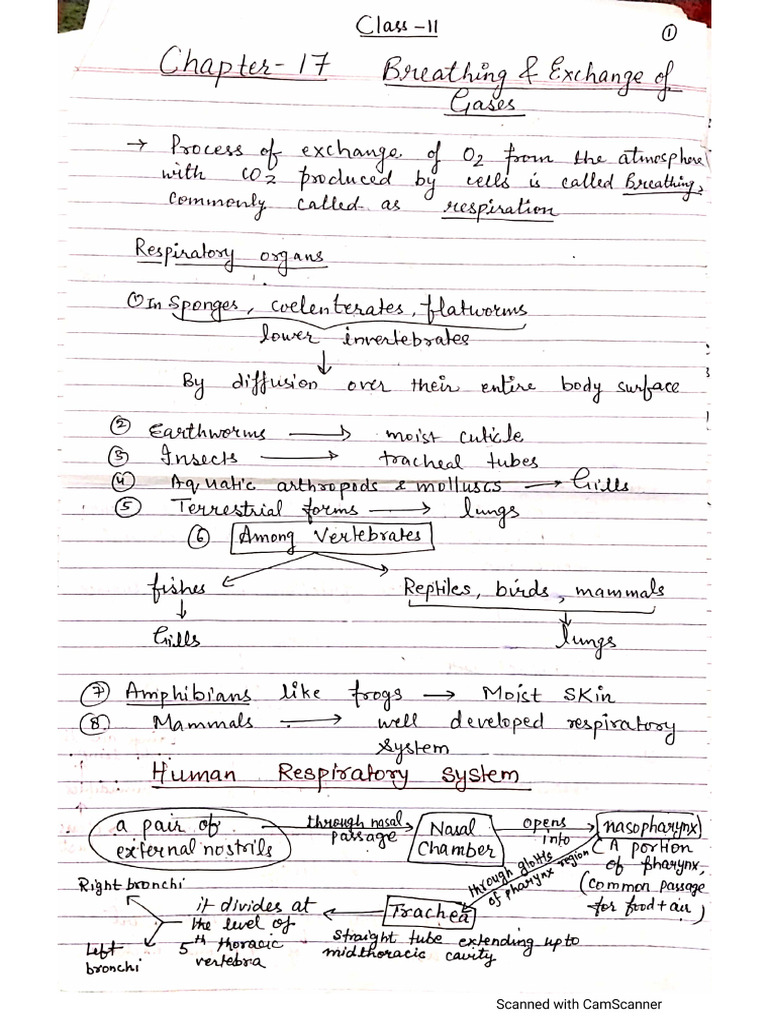 Class XI Respiration Notes | PDF