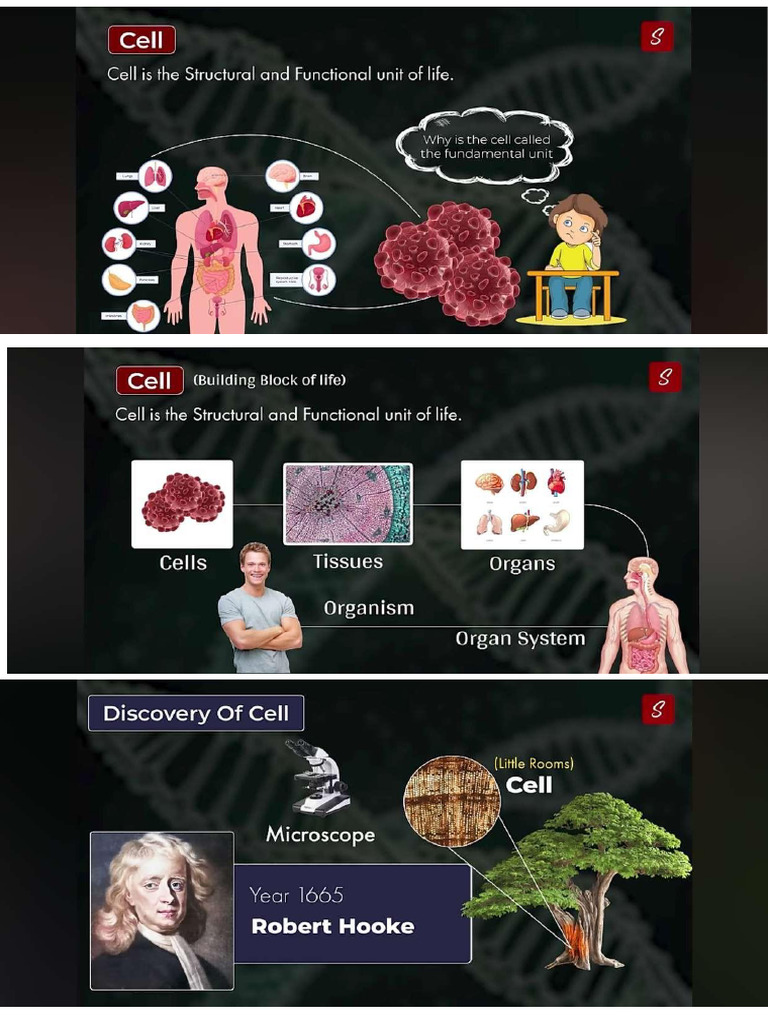 Cell Division Processes | PDF