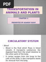 Transportation in Animals & Plants Worksheet | PDF | Blood | Vein