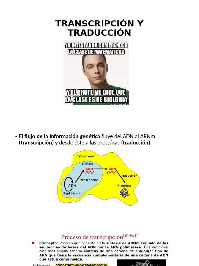 Transcripción y Traducción | PDF