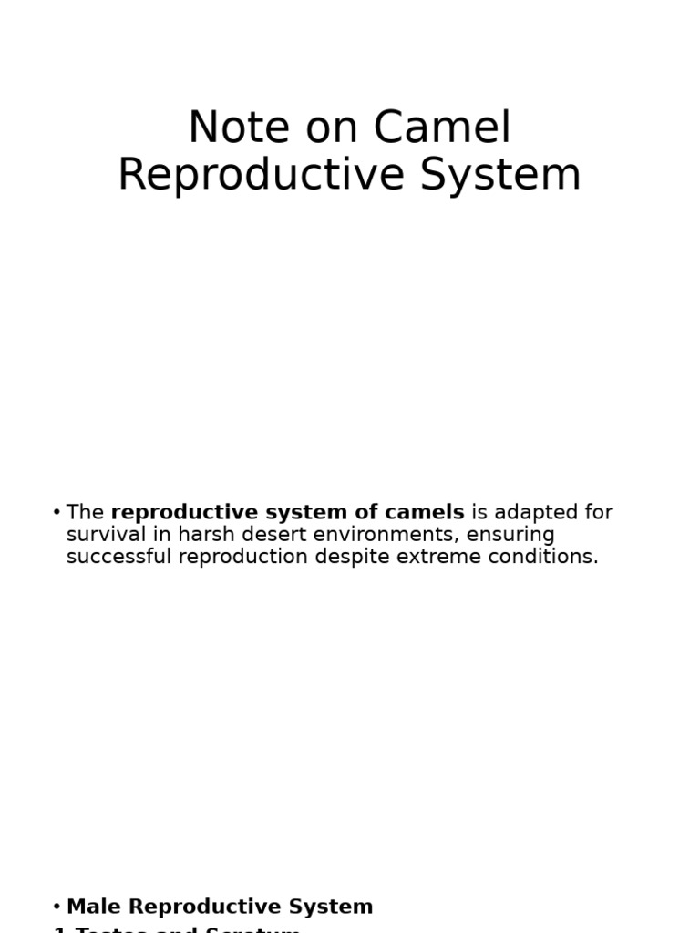 Camel Reproductive System Adaptations | PDF