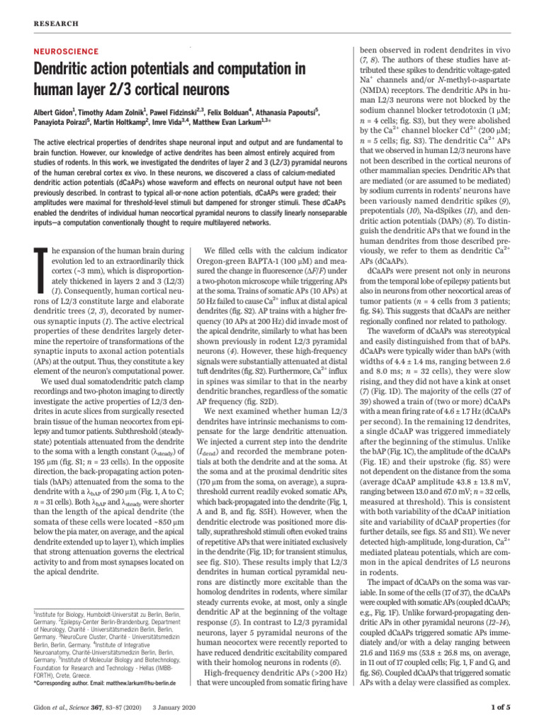 2020102120200969969 | PDF | Pyramidal Cell | Dendrite