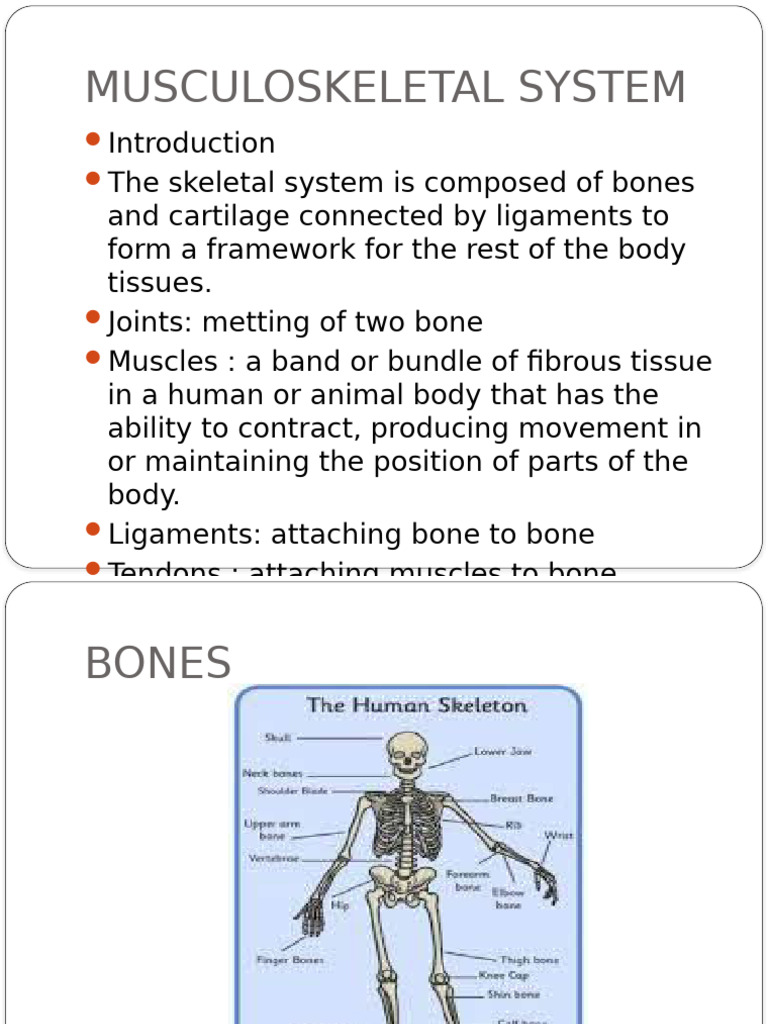Mus Culo Skeletal System | PDF | Bone | Skeleton