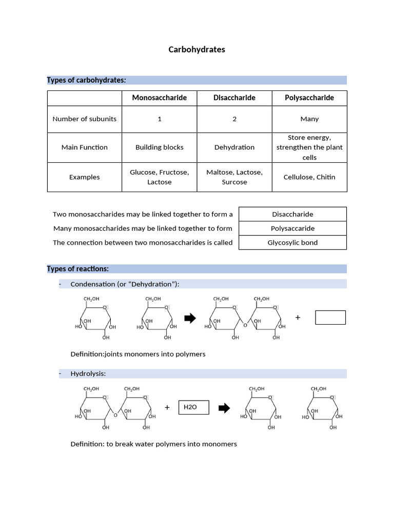 Carbohydrates Worksheet | PDF | Carbohydrates | Polysaccharide