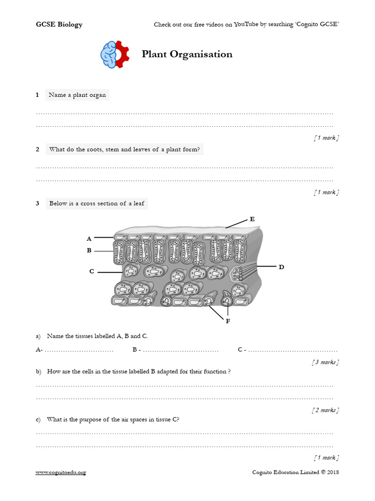 Plant Organisation and Tissues GCSE Guide | PDF | Tissue (Biology ...