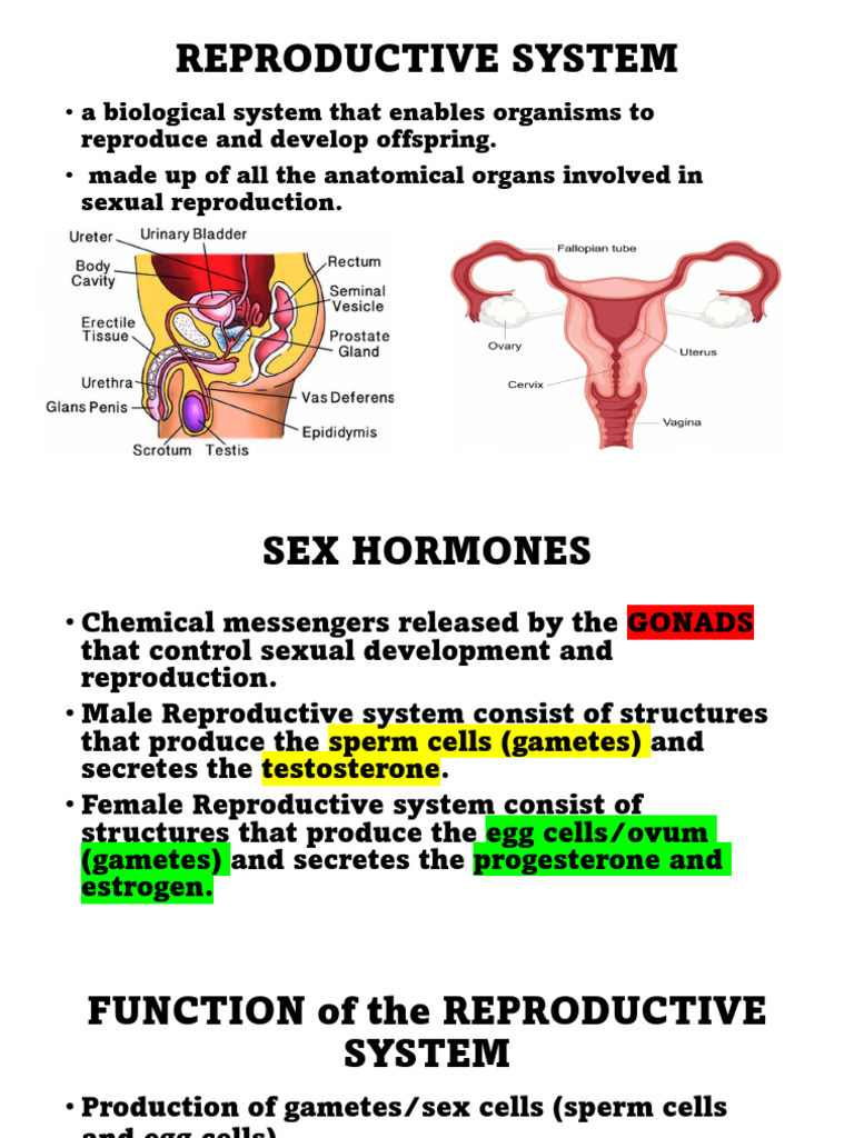MALE-REPRODUCTION-SYSTEM- | PDF | Reproductive System | Testicle