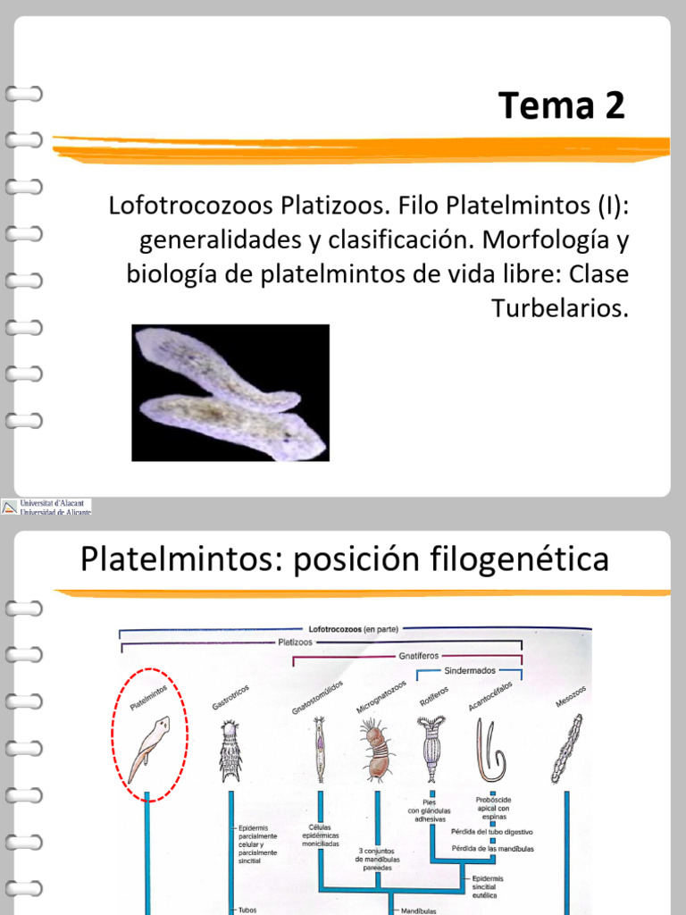 Tema 2 Zoo II Platelmintos I | PDF | Biología | Protostomas