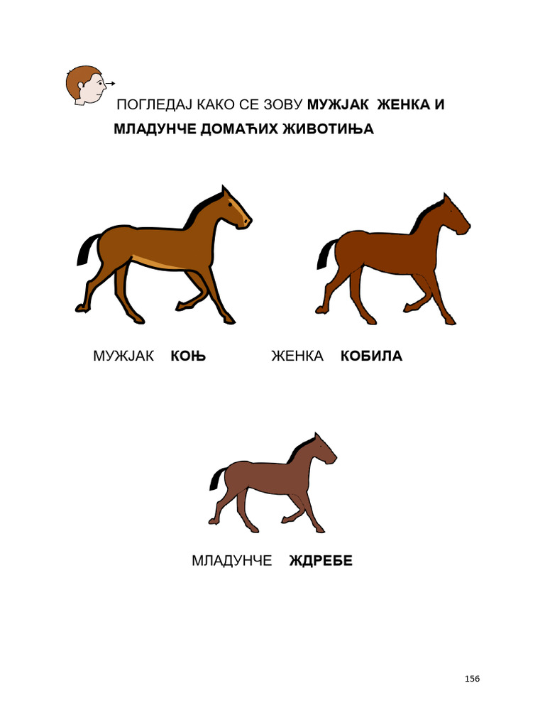 Mladunci Dom Zivotinja Cir | PDF