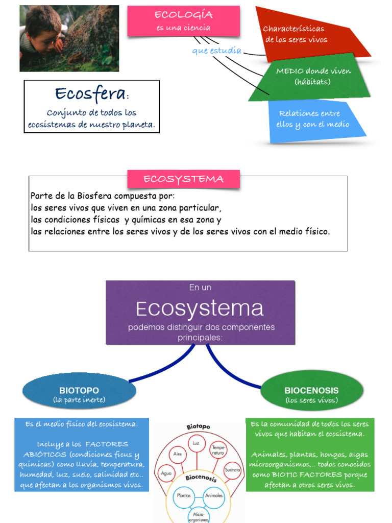 Ecosistemas (Esquemas) | PDF | Red alimentaria | Depredación