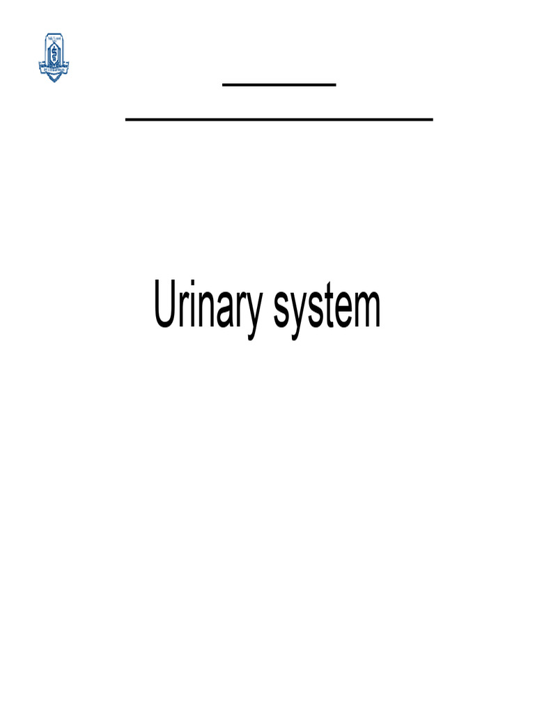 Urinary System Slides | PDF | Kidney | Genitourinary System