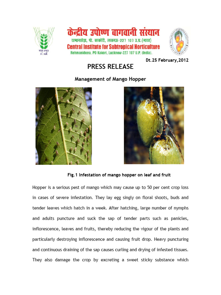 Mango Hopper 2012 CISH | PDF