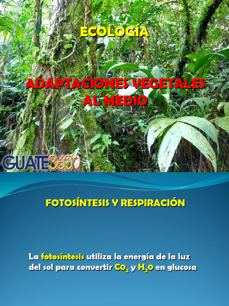 Adaptaciones Vegetales al Medio | PDF | Fotosíntesis | Hoja