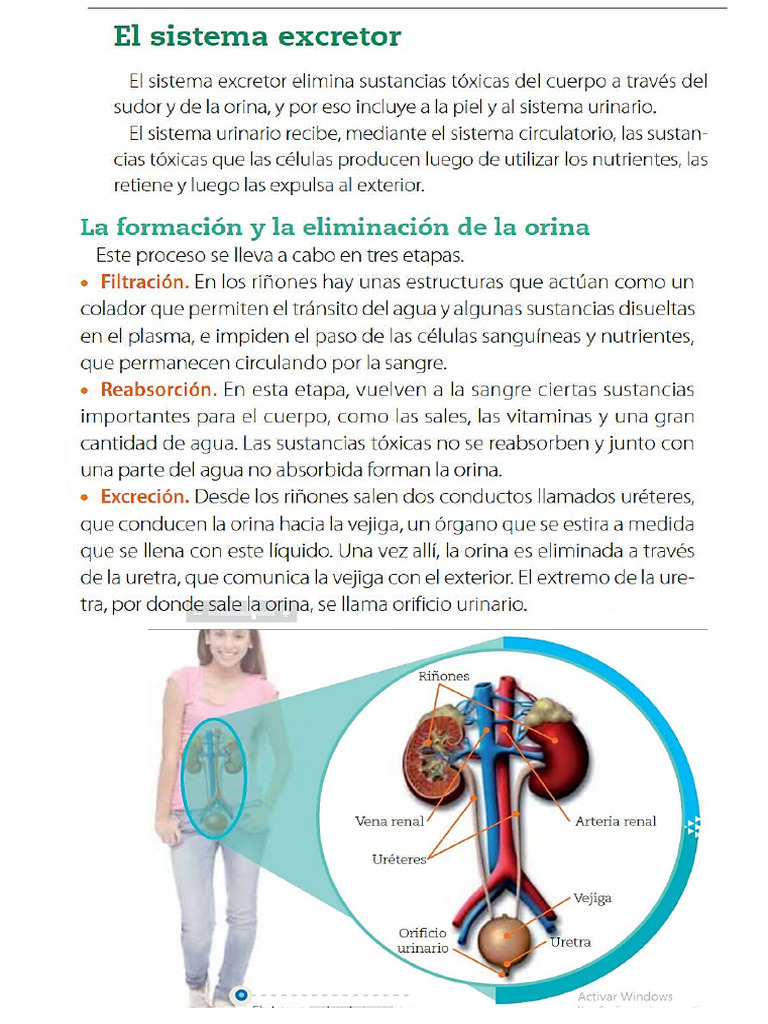 Sistema Excretor | PDF