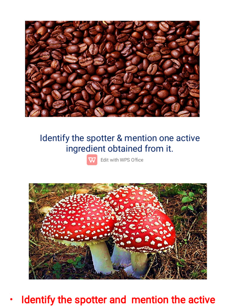 Plant spotters | PDF