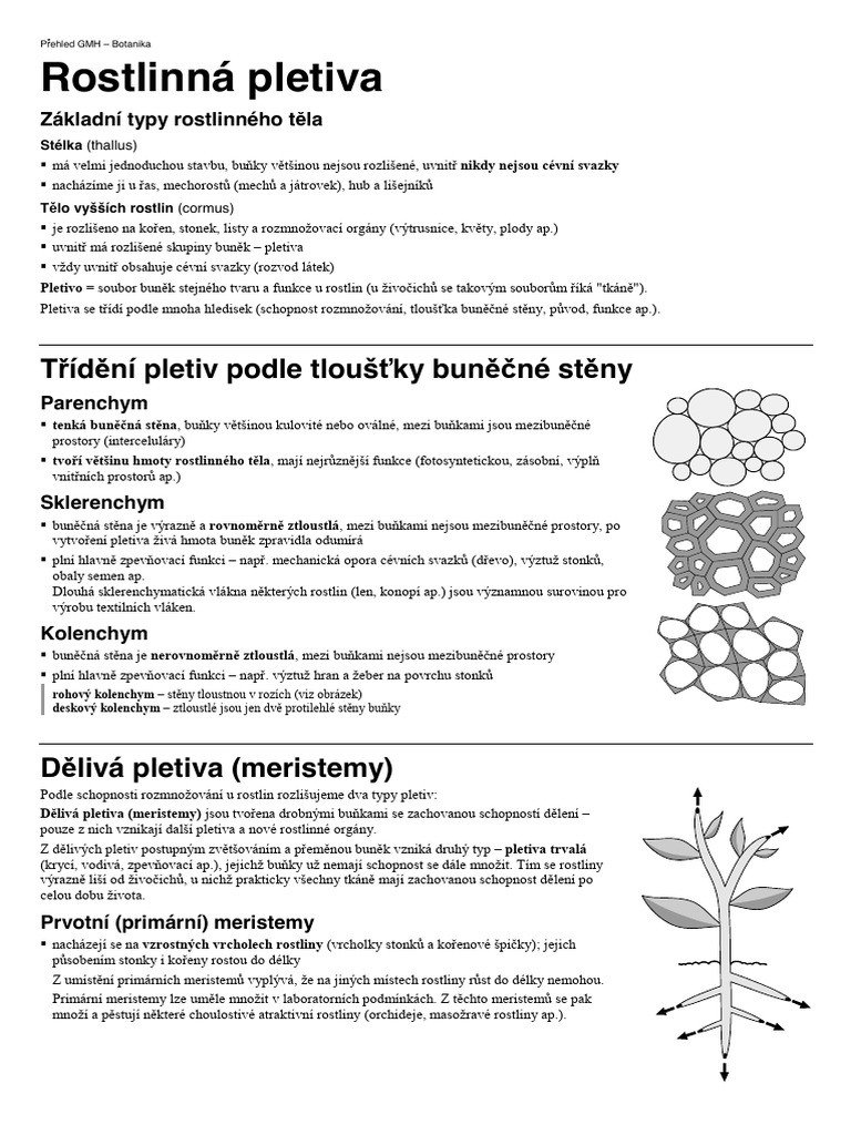 31. Rostlinná pletiva | PDF