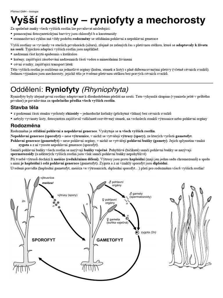 Ryniofyty A Mechorosty | PDF