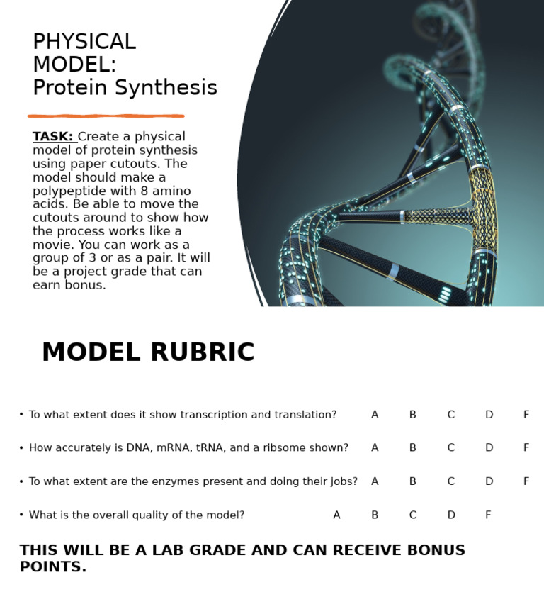 Protein Synthesis Model Project Guide | PDF