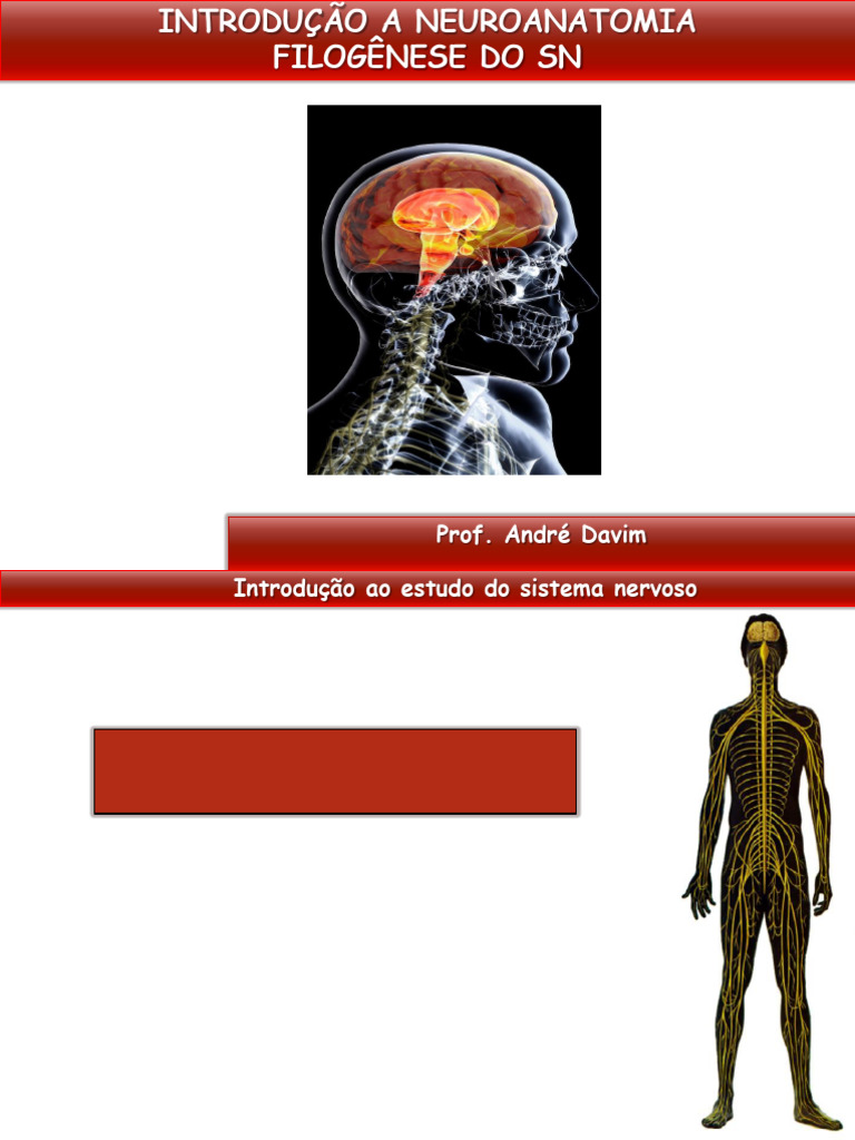 A1 - Introdução a neuroanatomia atual | PDF | Sistema nervoso | Neurônio