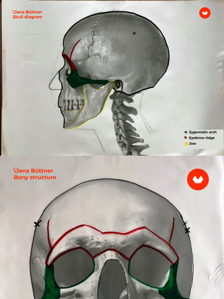 U3 01 Bony Structure | PDF