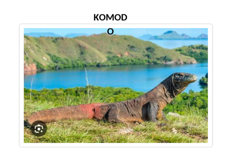 Komodo Pdf
