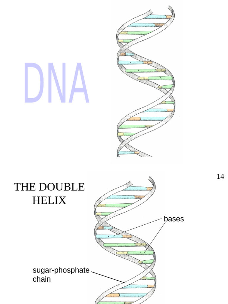 DNA Transcription and Translation | PDF | Translation (Biology) | Rna